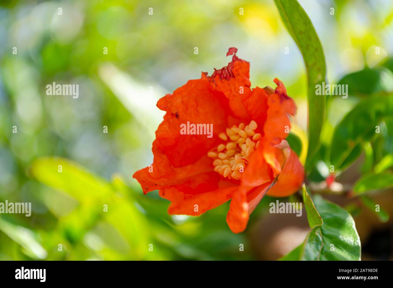 Pomegranate shrubs hi-res stock photography and images - Alamy
