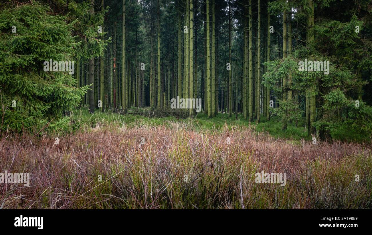 Pines and low shrubs at the edge of the pines forest, where hundreds of ...