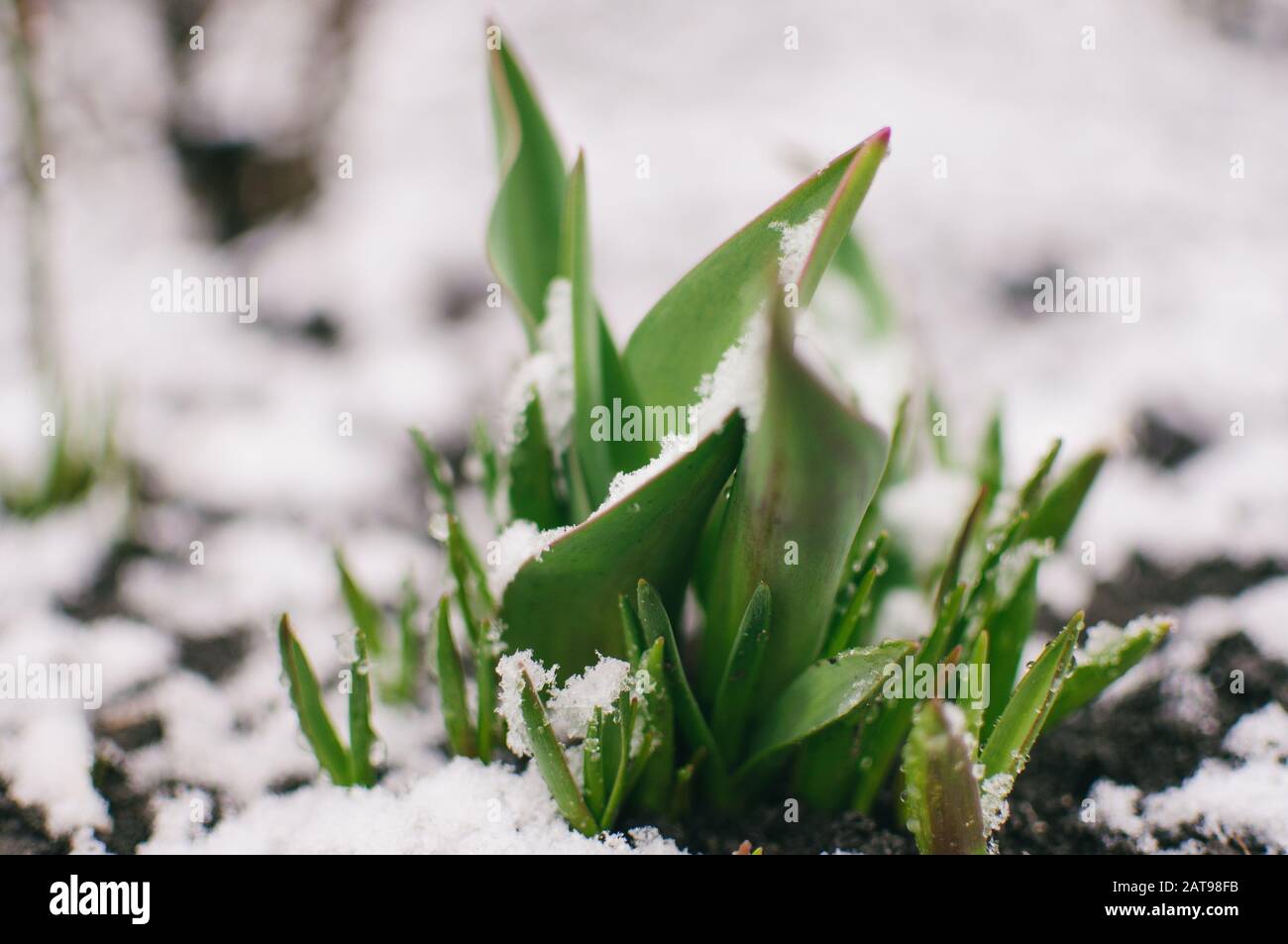 Tulip sprout hi-res stock photography and images - Alamy