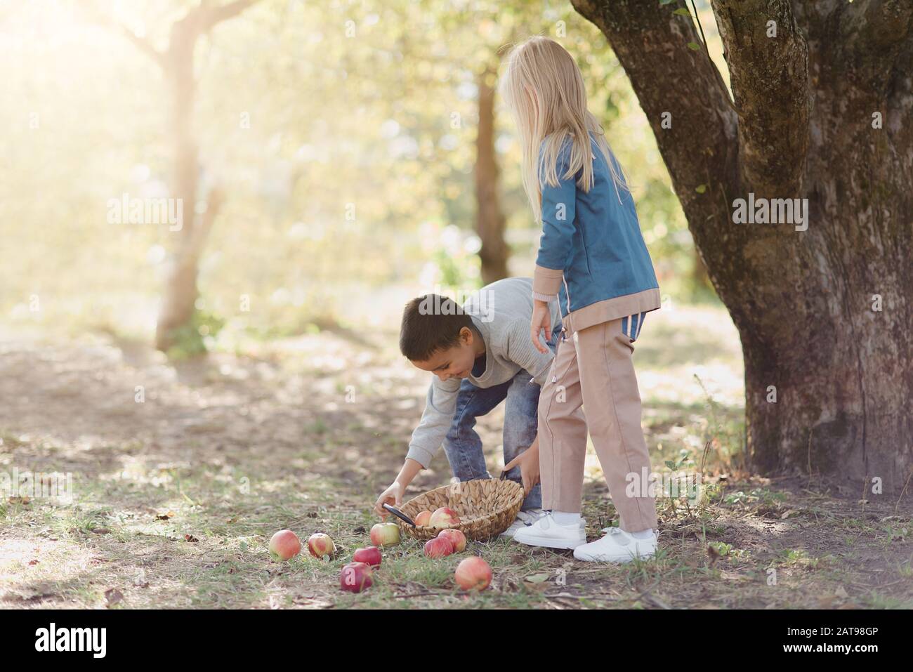 Children with Apple in Apple Orchard. Harvest Concept. Garden, Boy and ...