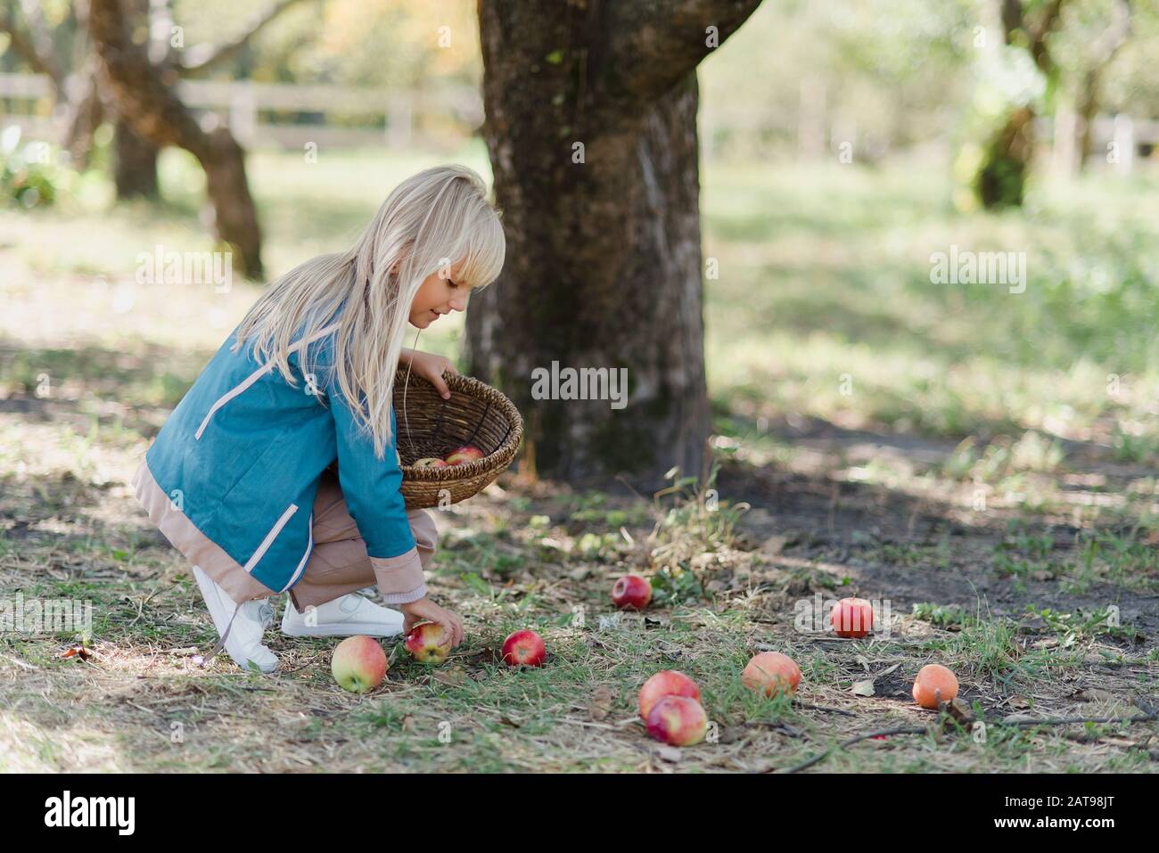 portrait of girl eating red organic apple outdoor. Harvest Concept ...