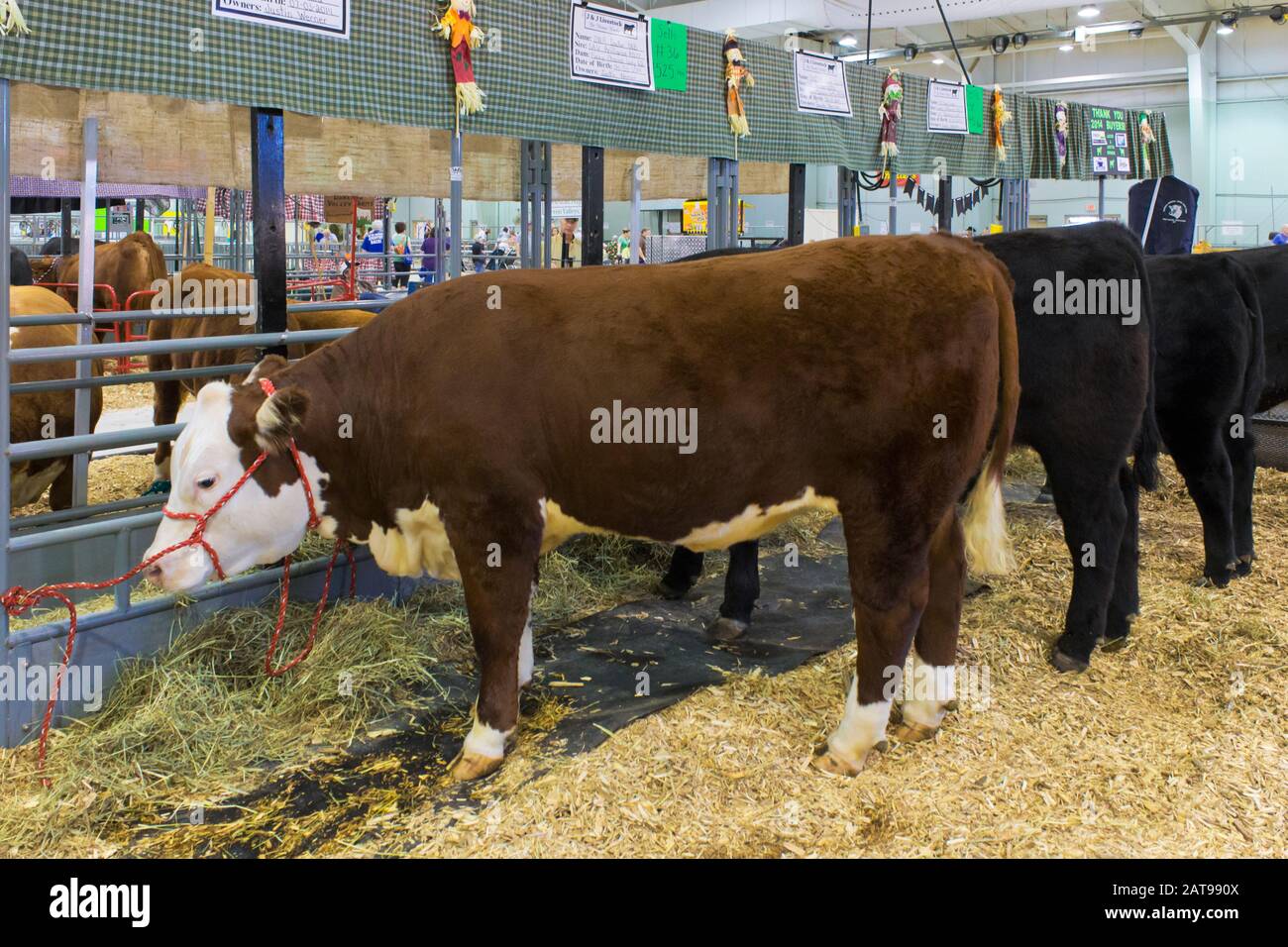 Hereford and Angus Beef Cattle on exhibit at the York County Fair in ...
