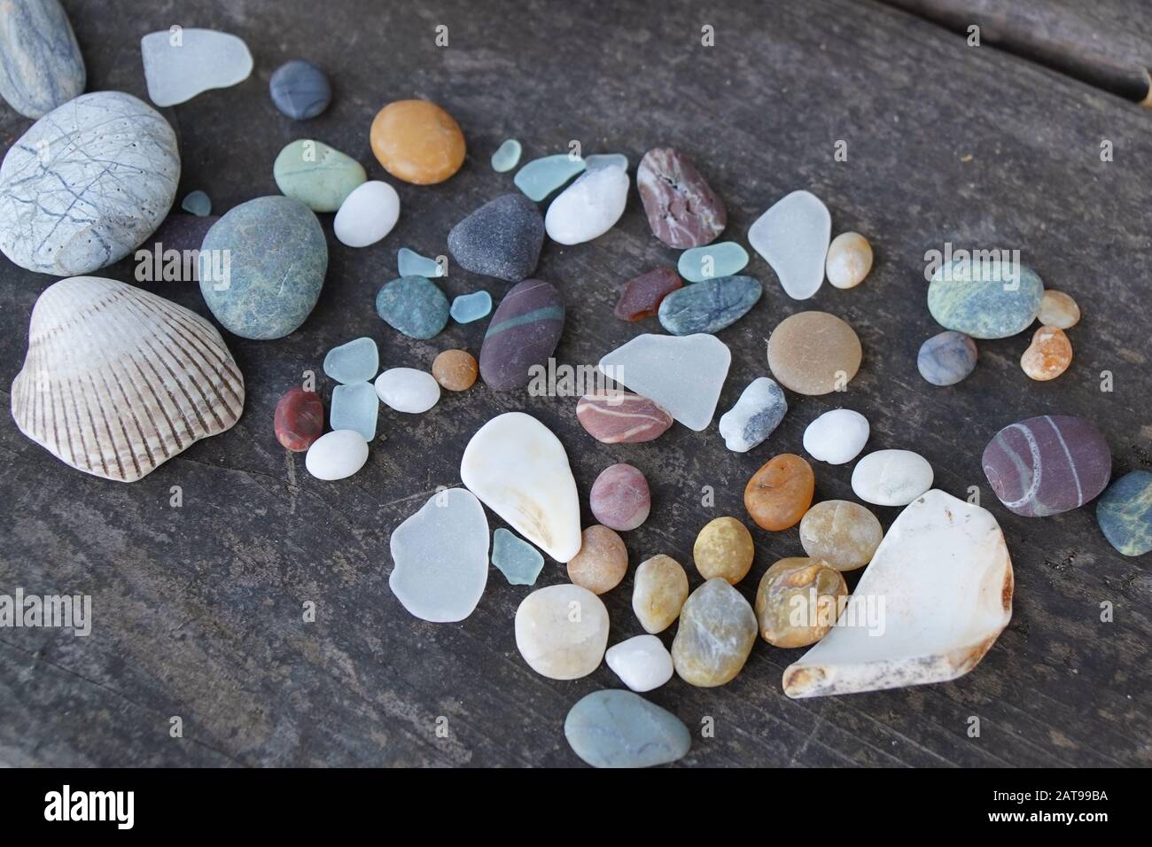Assortment shells table hi-res stock photography and images - Alamy