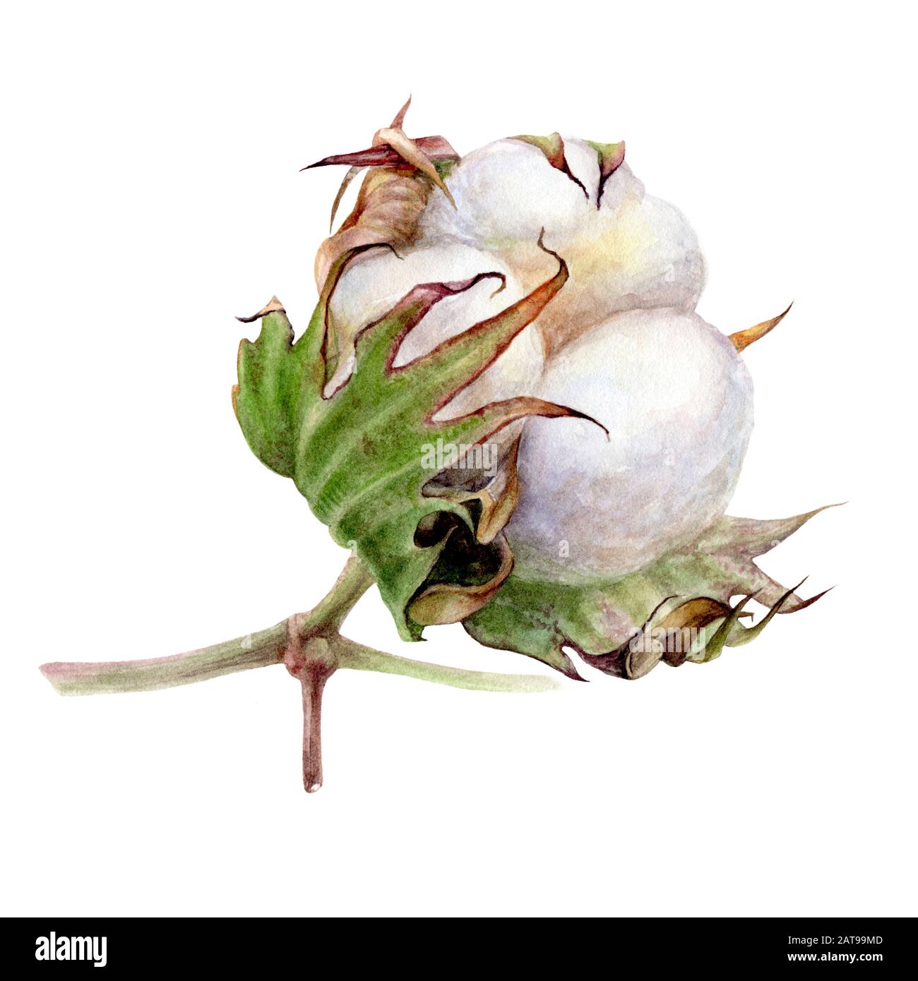 Cotton composition watercolor isolated on white background Stock Photo ...