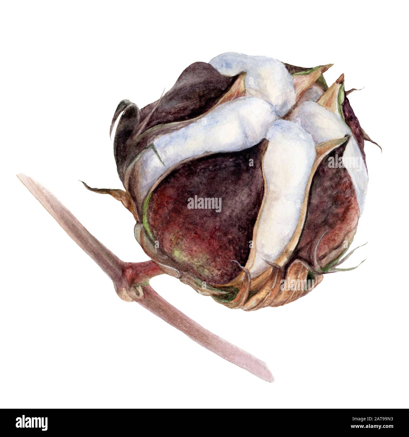 Cotton composition watercolor isolated on white background Stock Photo ...