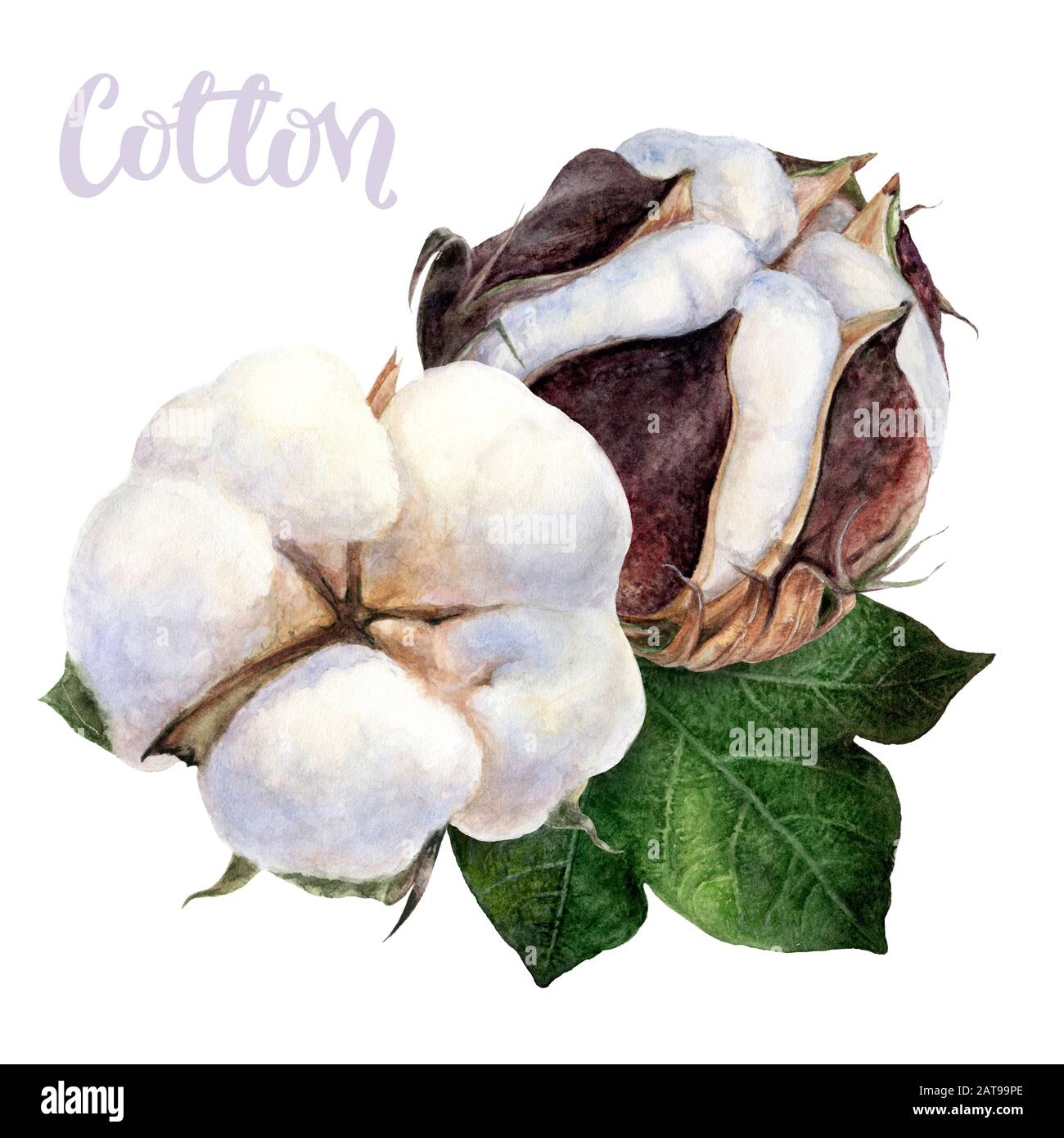 Cotton composition watercolor isolated on white background Stock Photo ...