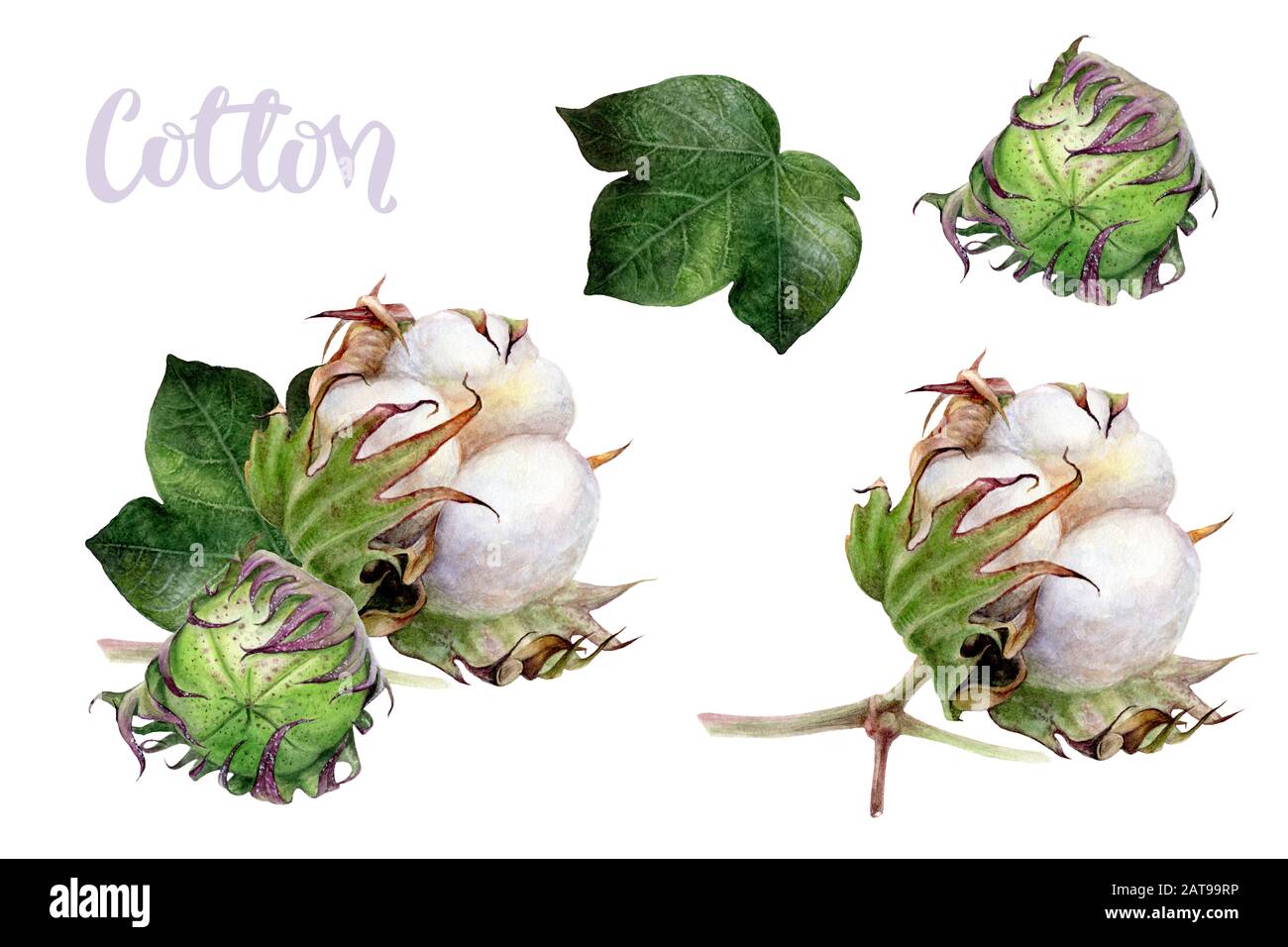 Cotton composition watercolor isolated on white background Stock Photo ...