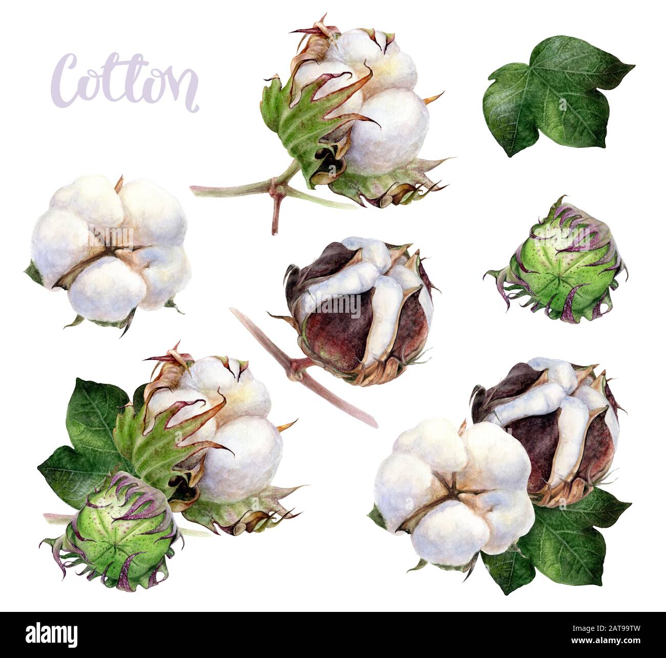 Cotton composition watercolor isolated on white background Stock Photo ...