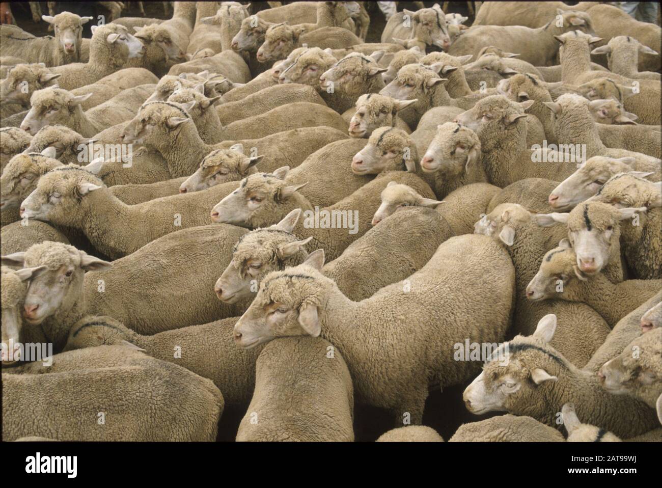 Sheep mentality hi-res stock photography and images - Alamy