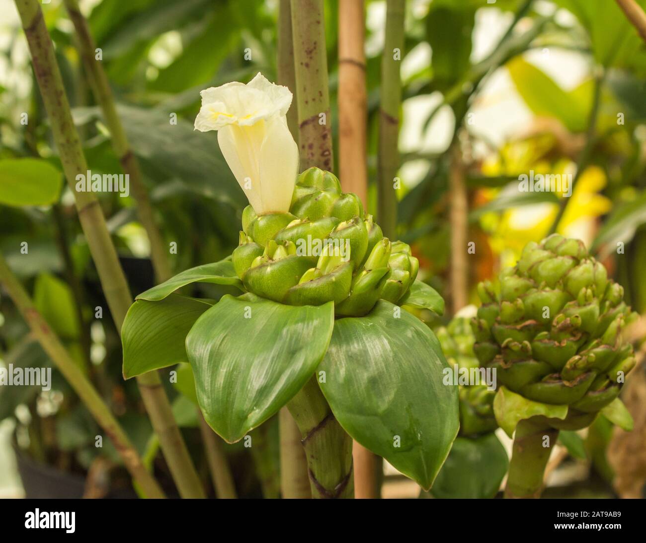 Yellow costus flower hi-res stock photography and images - Alamy