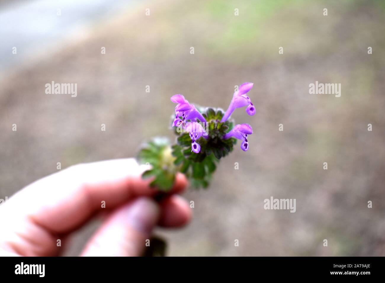 Purple Spotted Flower Stock Photo - Alamy