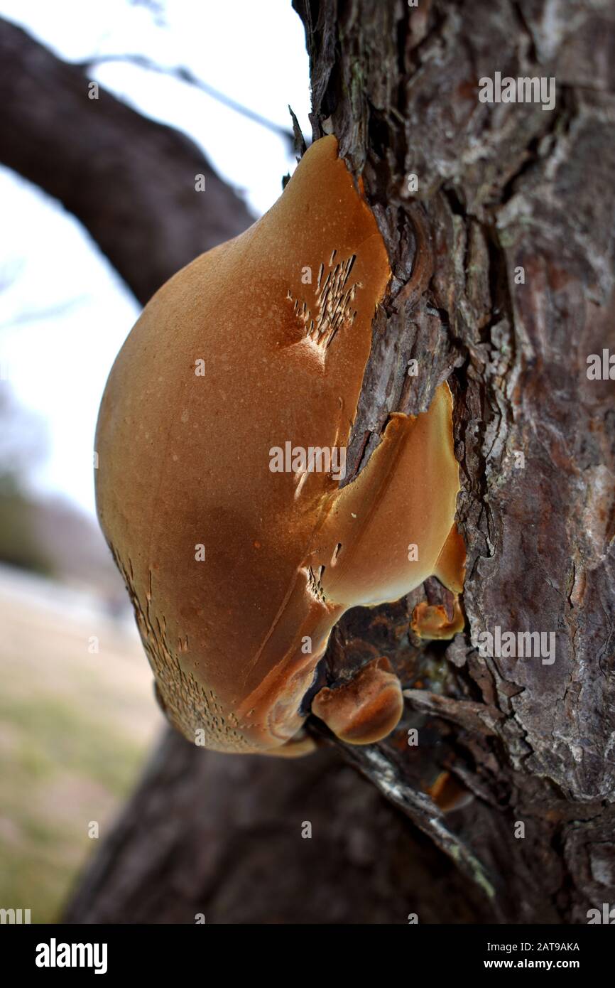 Virginia pine tree hi-res stock photography and images - Alamy