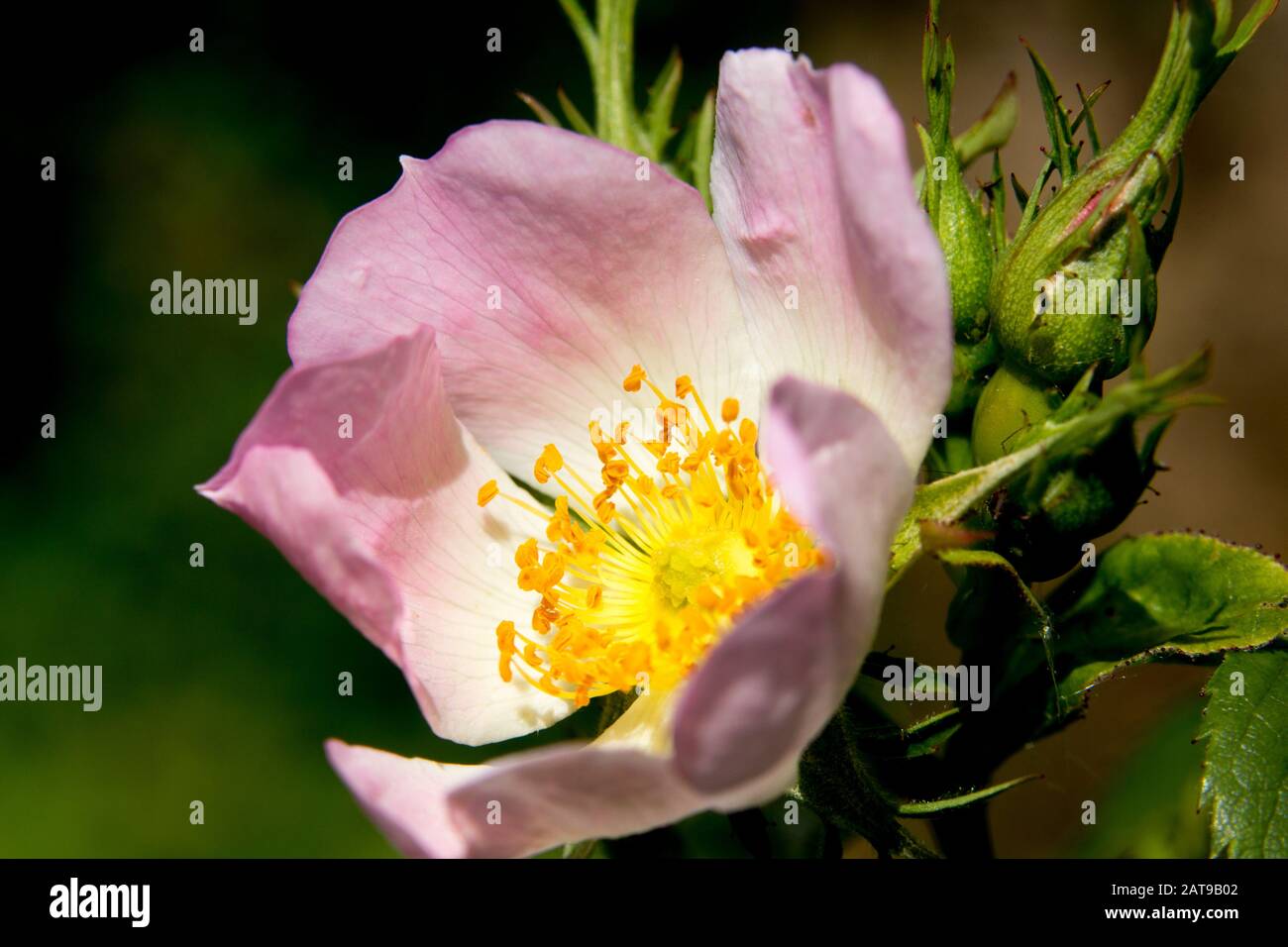 Pale pink rosa canina hi-res stock photography and images - Alamy