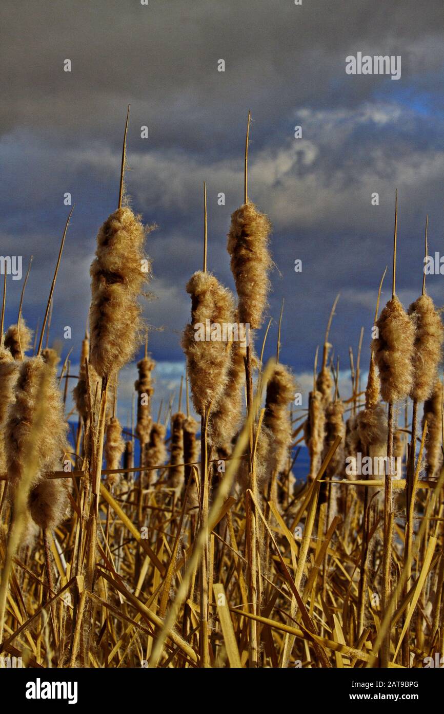 Scenic background of fluffy, golden cattails with sky and clouds behind ...