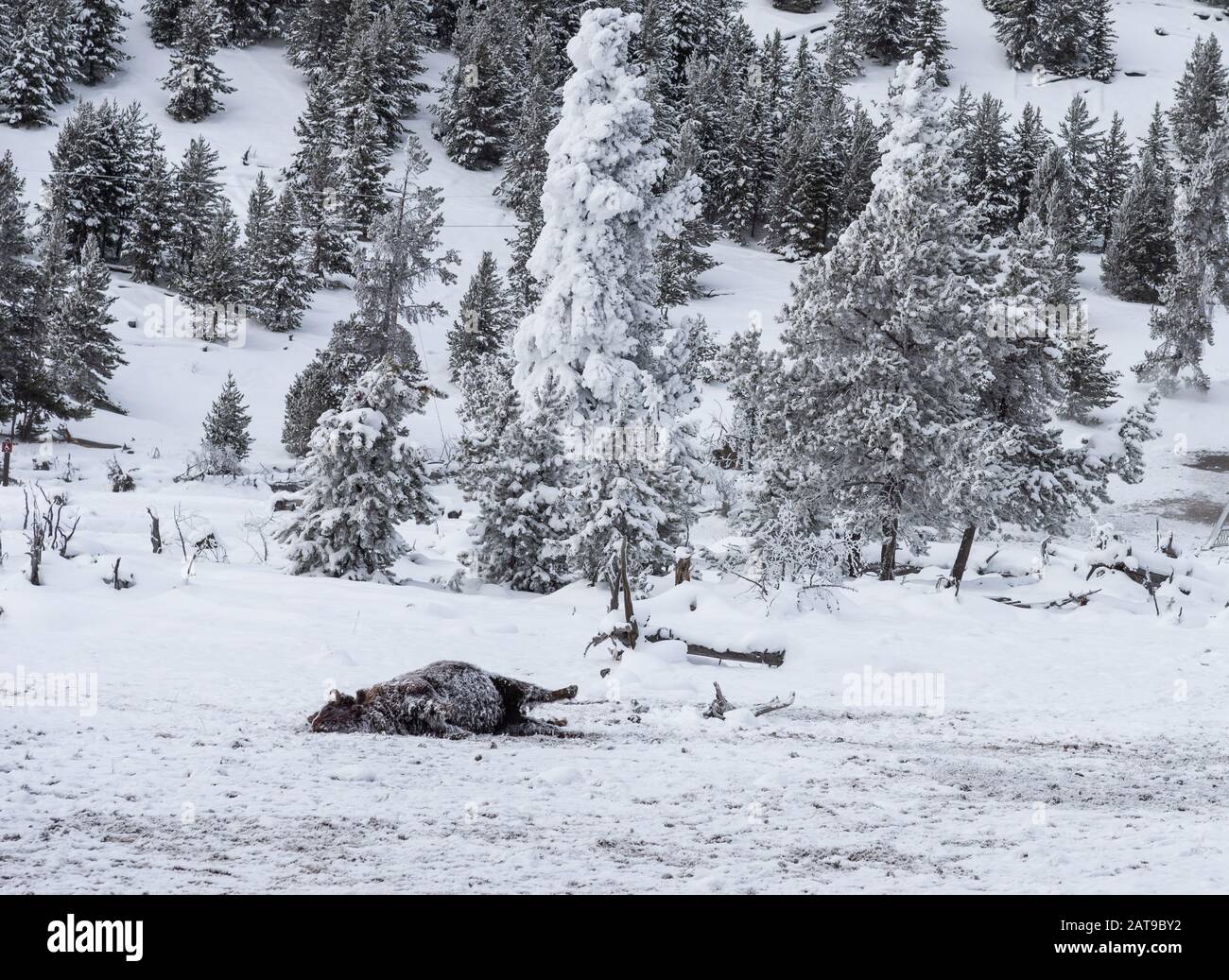 Dead bison hi-res stock photography and images - Alamy