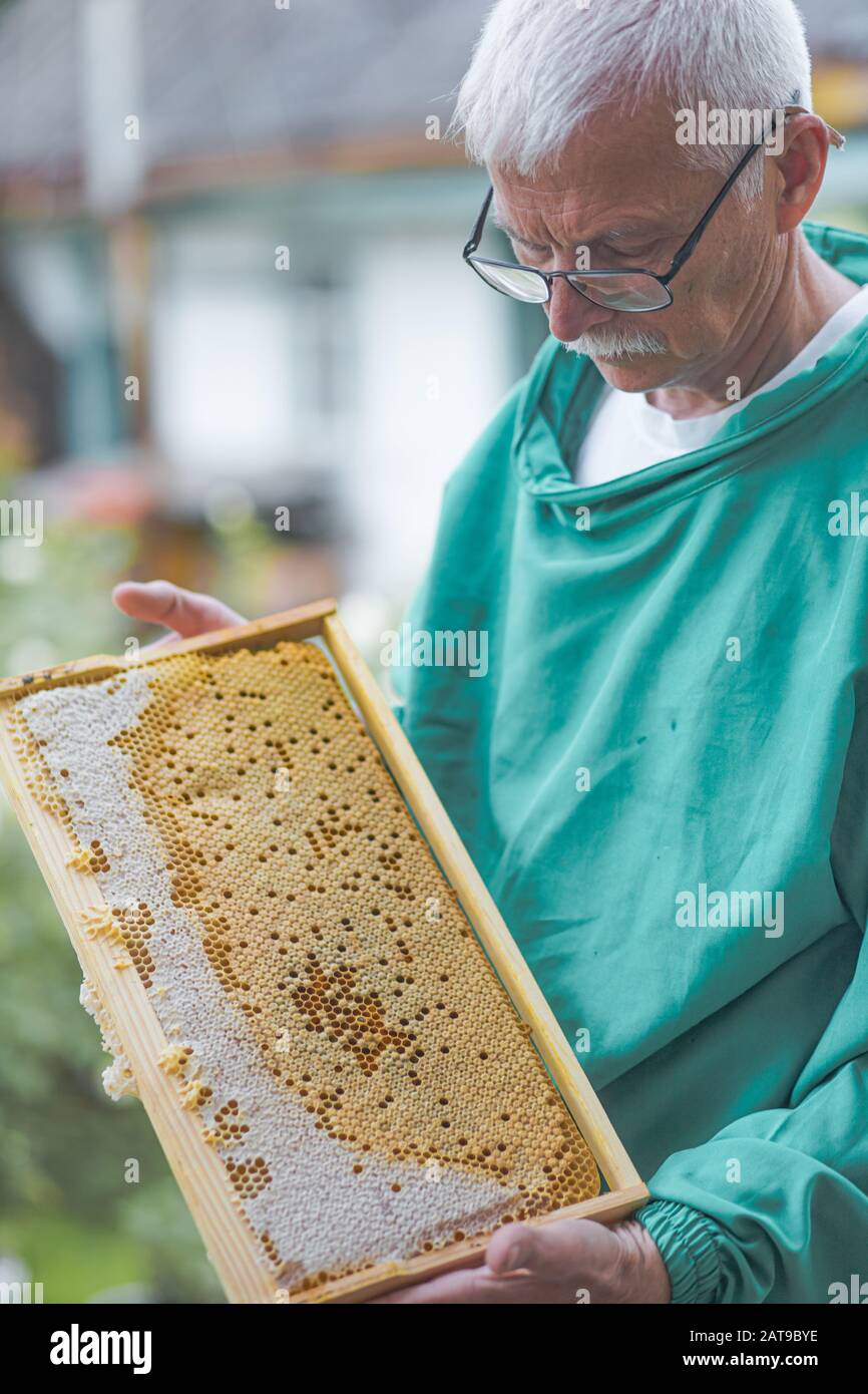 elderly gray-haired beekeeper without a protective cap is holding a ...