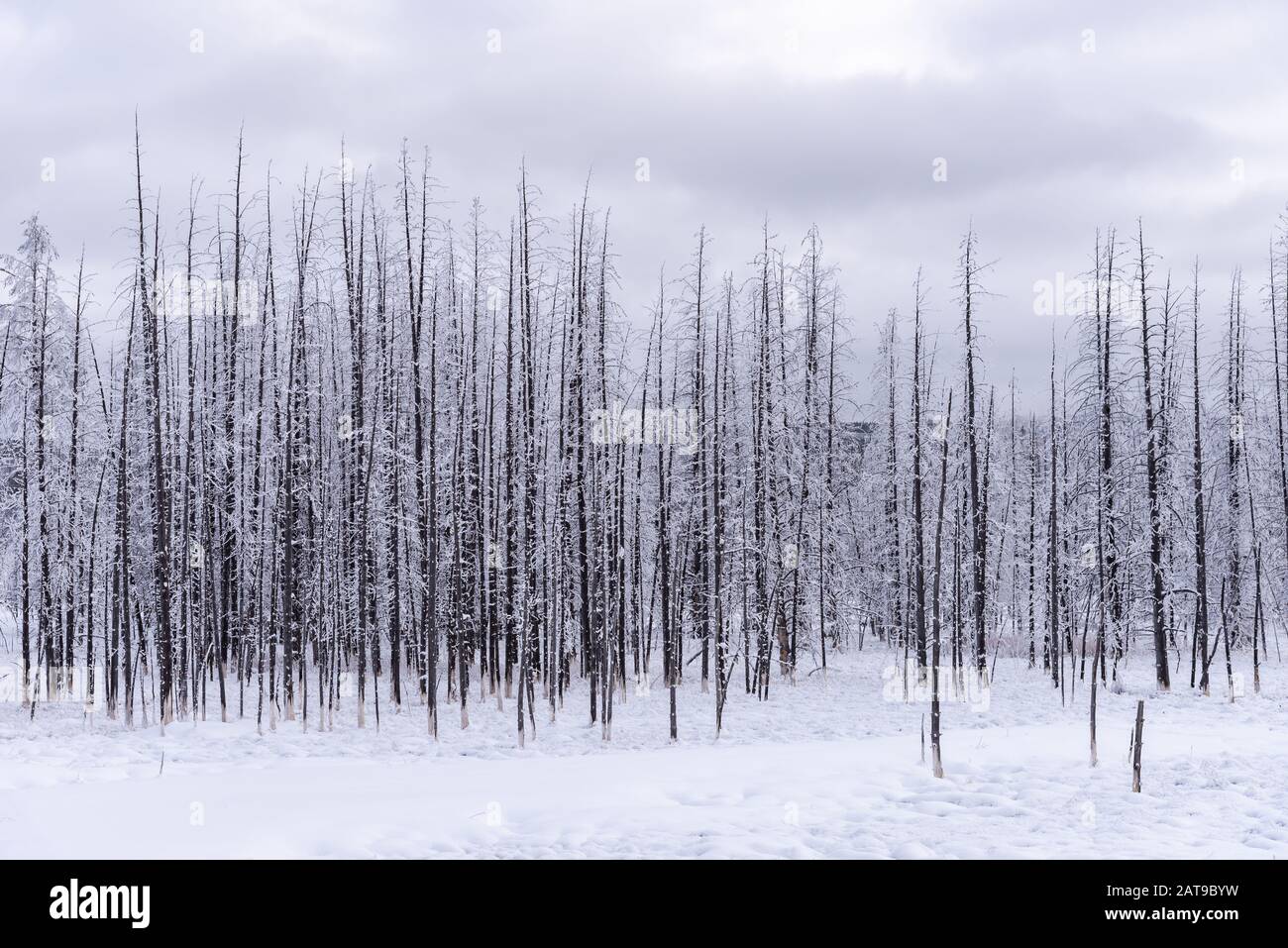 Dead trees hi-res stock photography and images - Alamy