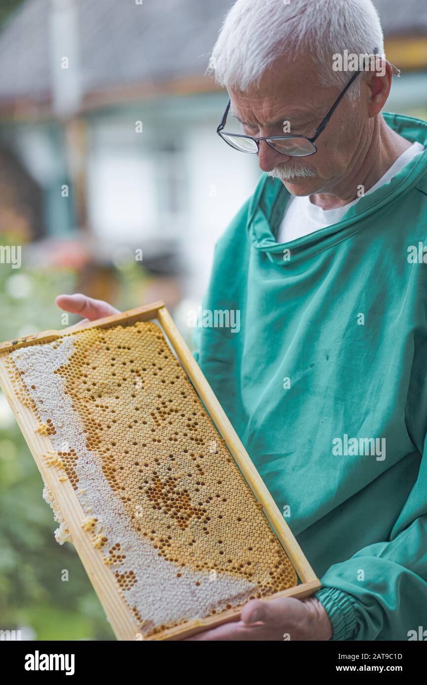 elderly gray-haired smiling beekeeper without a protective cap is ...