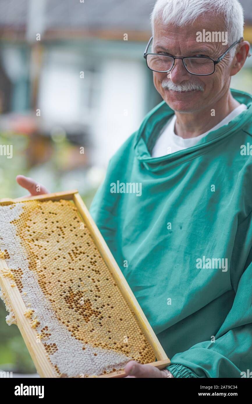 elderly gray-haired smiling beekeeper without a protective cap is ...