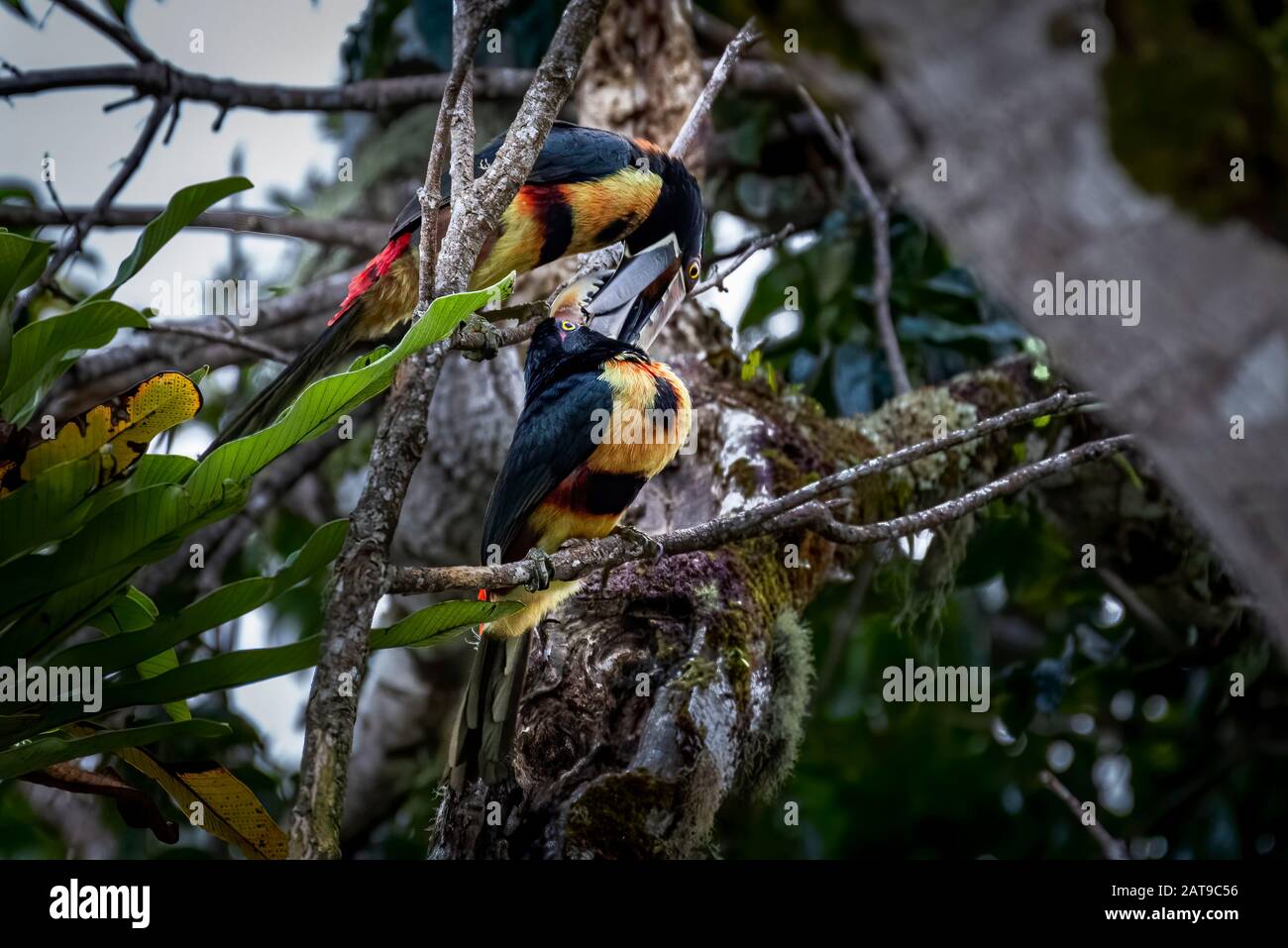 Collared Aracari feeding its young image taken in Panama Stock Photo ...