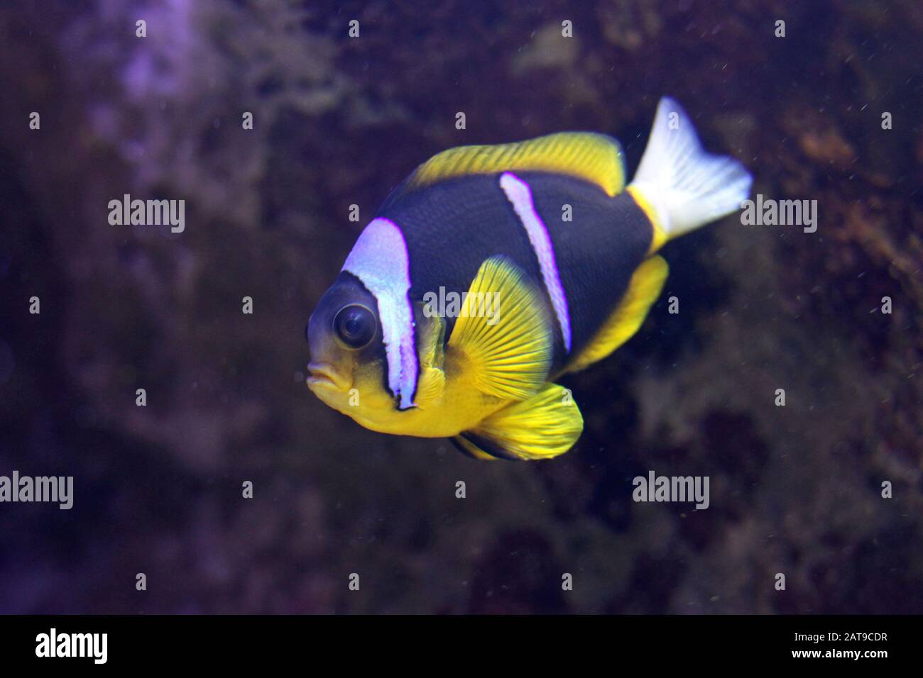 Two Band Clark Anemonefish Amphiprion Clarkii Stock Photo - Alamy