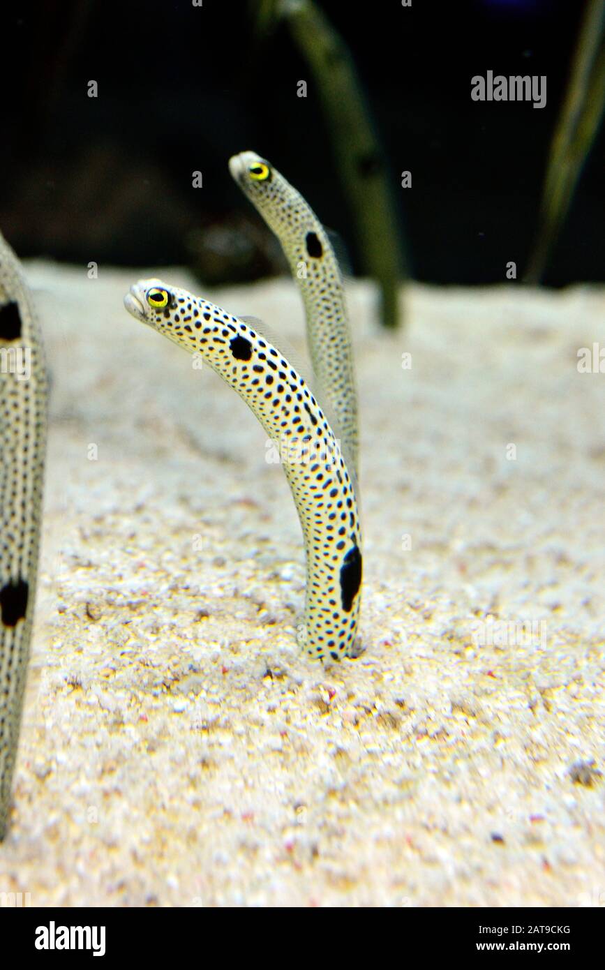 Spotted Garden Eel Heteroconger Hassi High Resolution Stock Photography ...