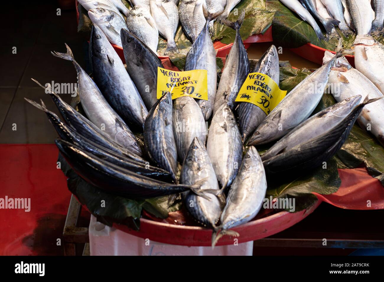 Fresh bonito fishes at fish market counter Stock Photo - Alamy