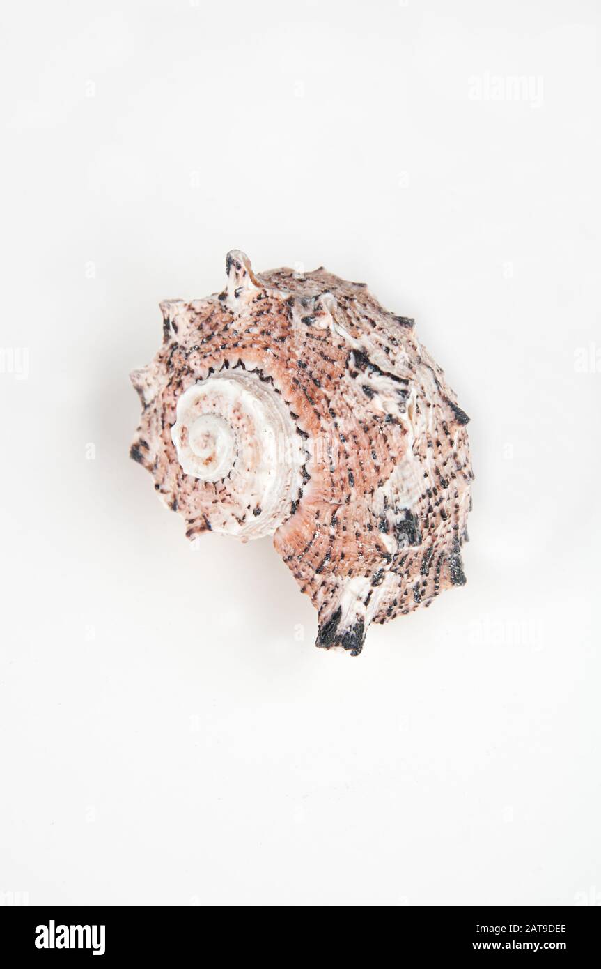 Closeup of a seashell isolated on a light background. Nature details of ...
