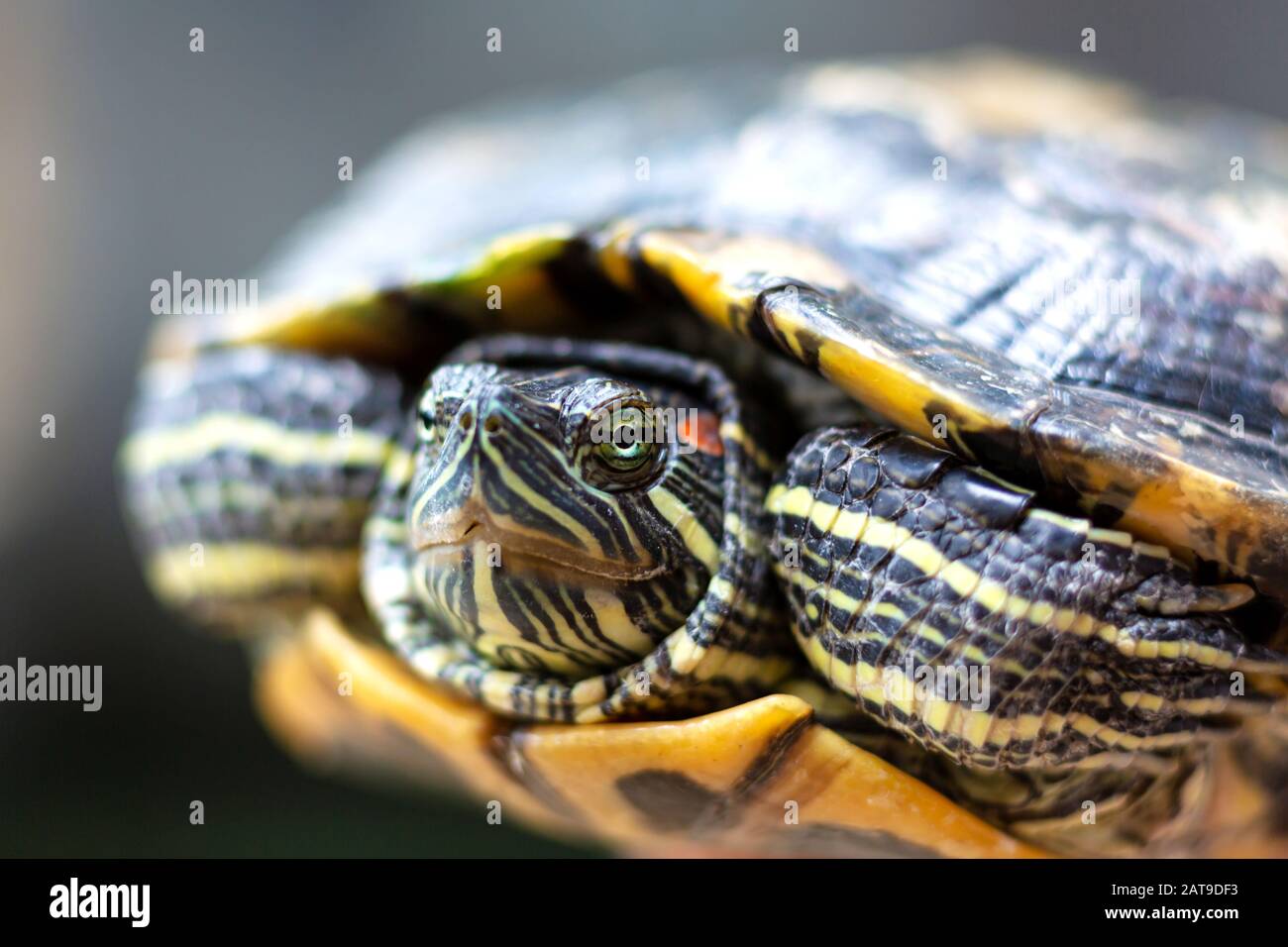 Red Eared Terrapin - Trachemys scripta elegans. Red eared slider turtle ...