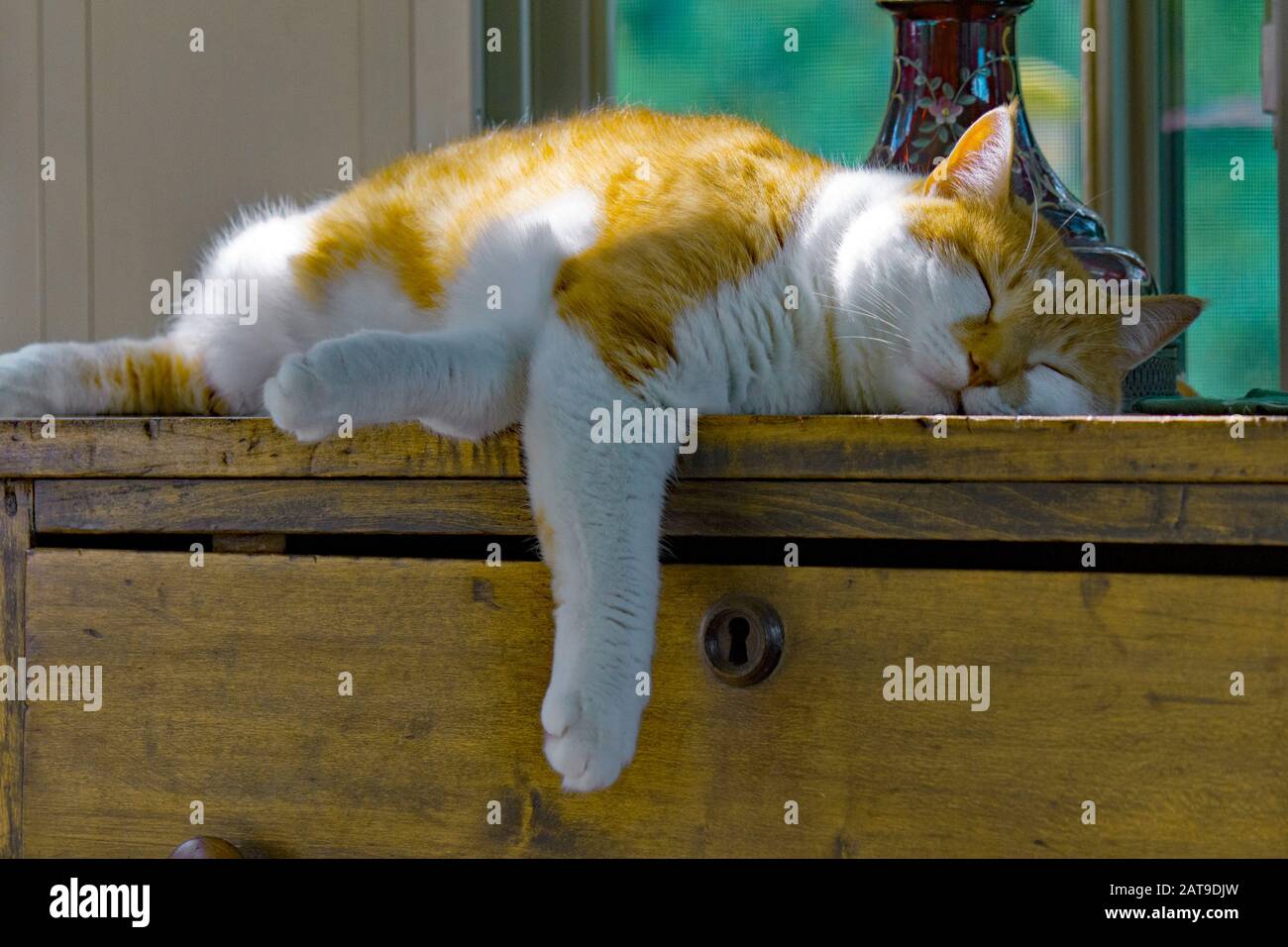 Domestic Cat Napping Stock Photo - Alamy