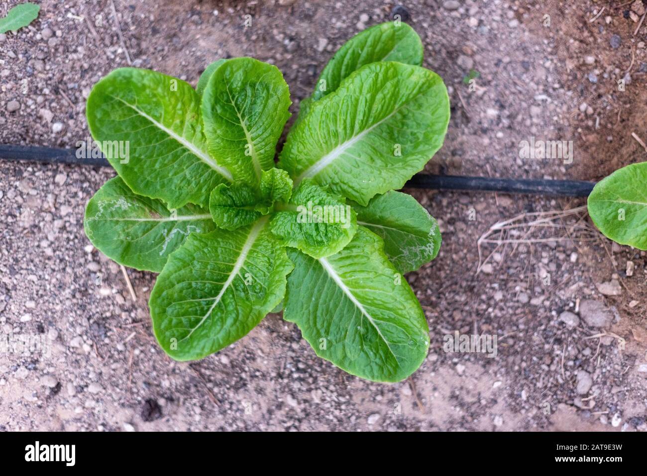 A close up, detailed look at the leafy patterns of a fresh lettuce ...