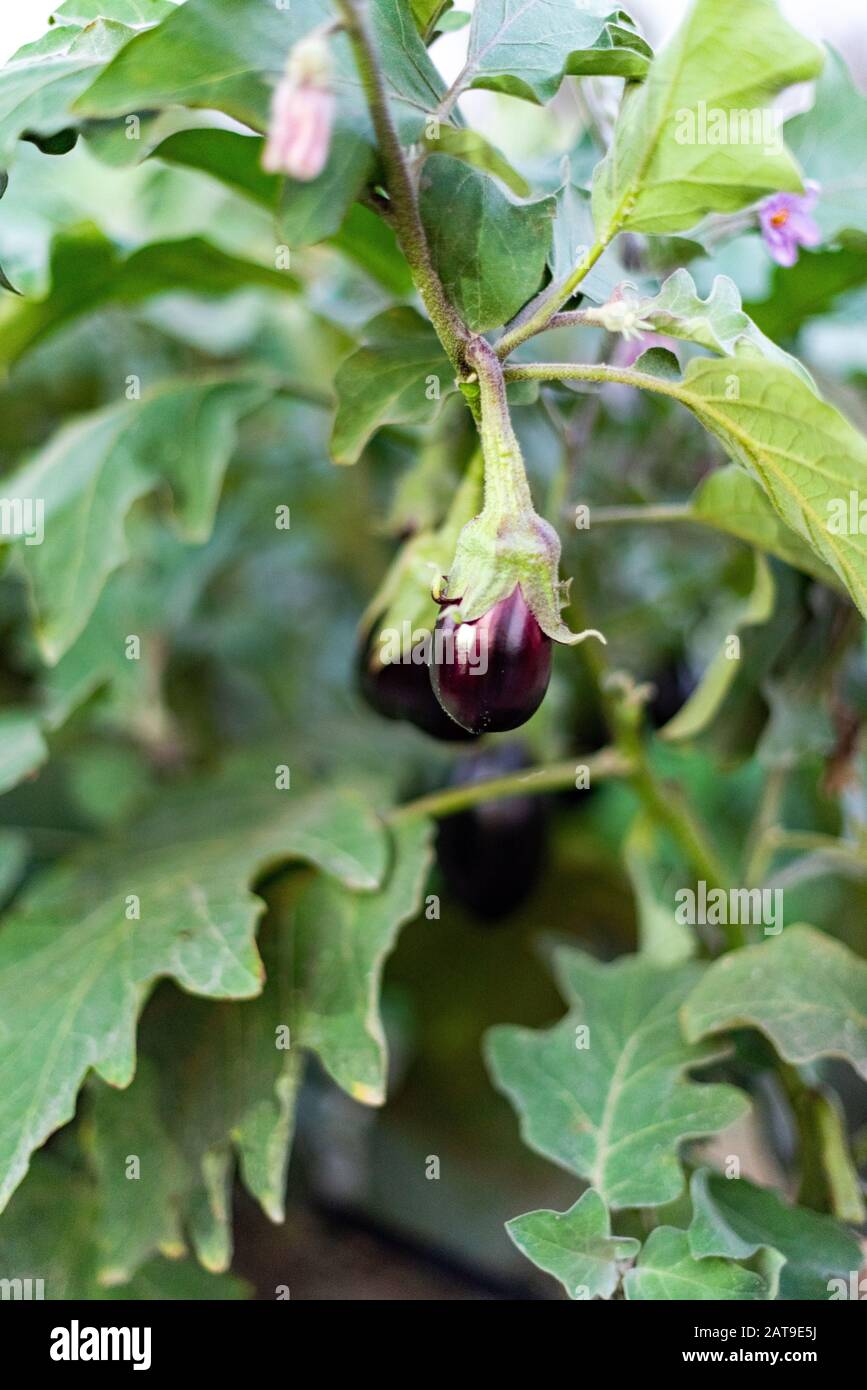 A sprinkle of violet amidst greens as shown by this young, ripe ...