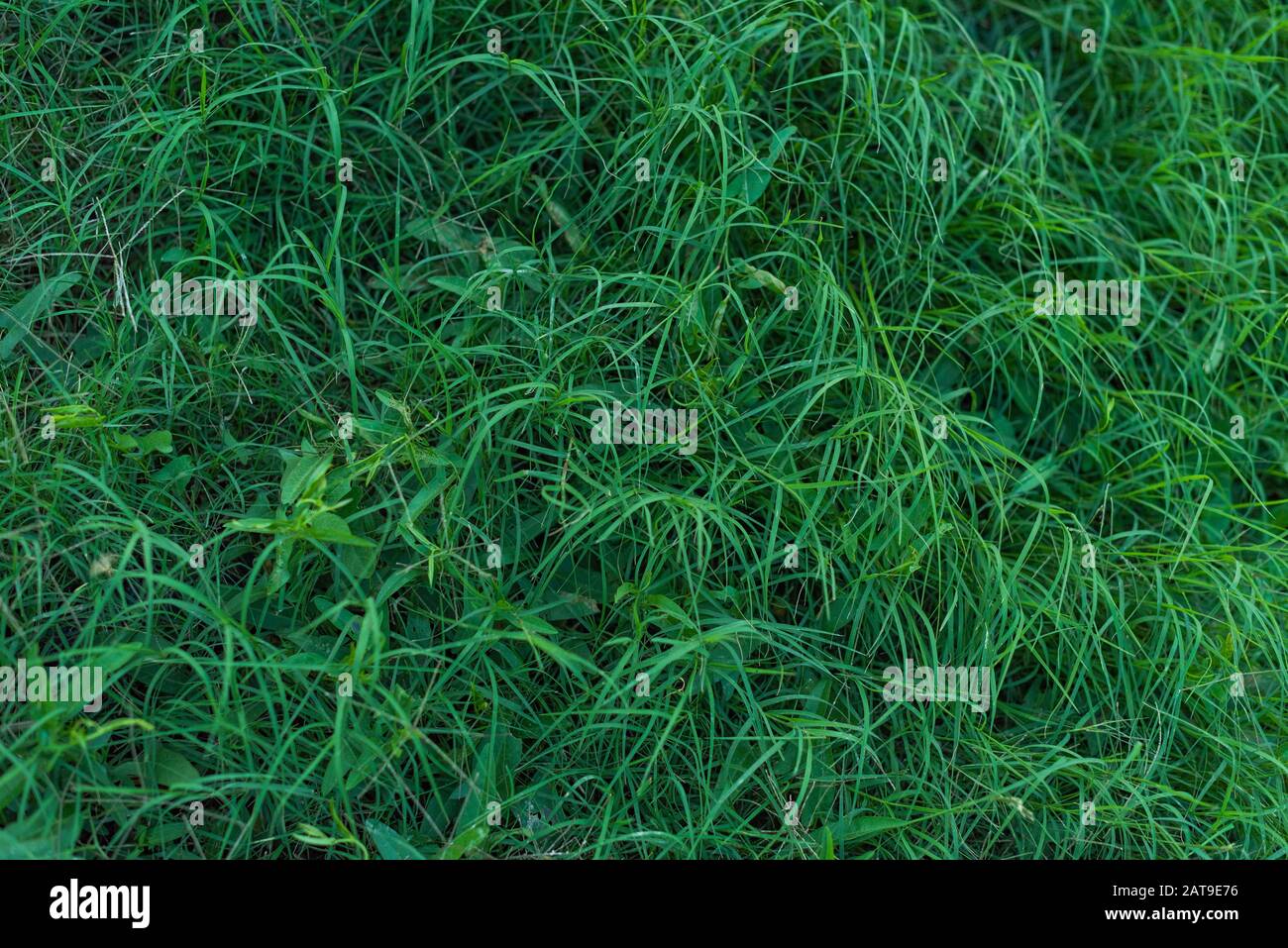 Top view, close up photo of a grassy lawn, appreciating the linear ...