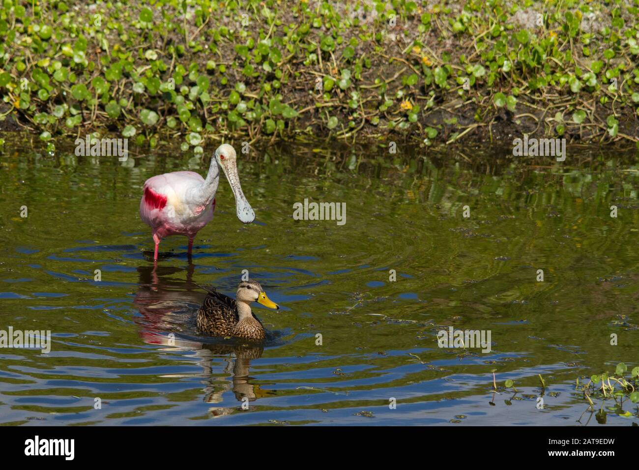 Spoonbill Duck High Resolution Stock Photography and Images - Alamy