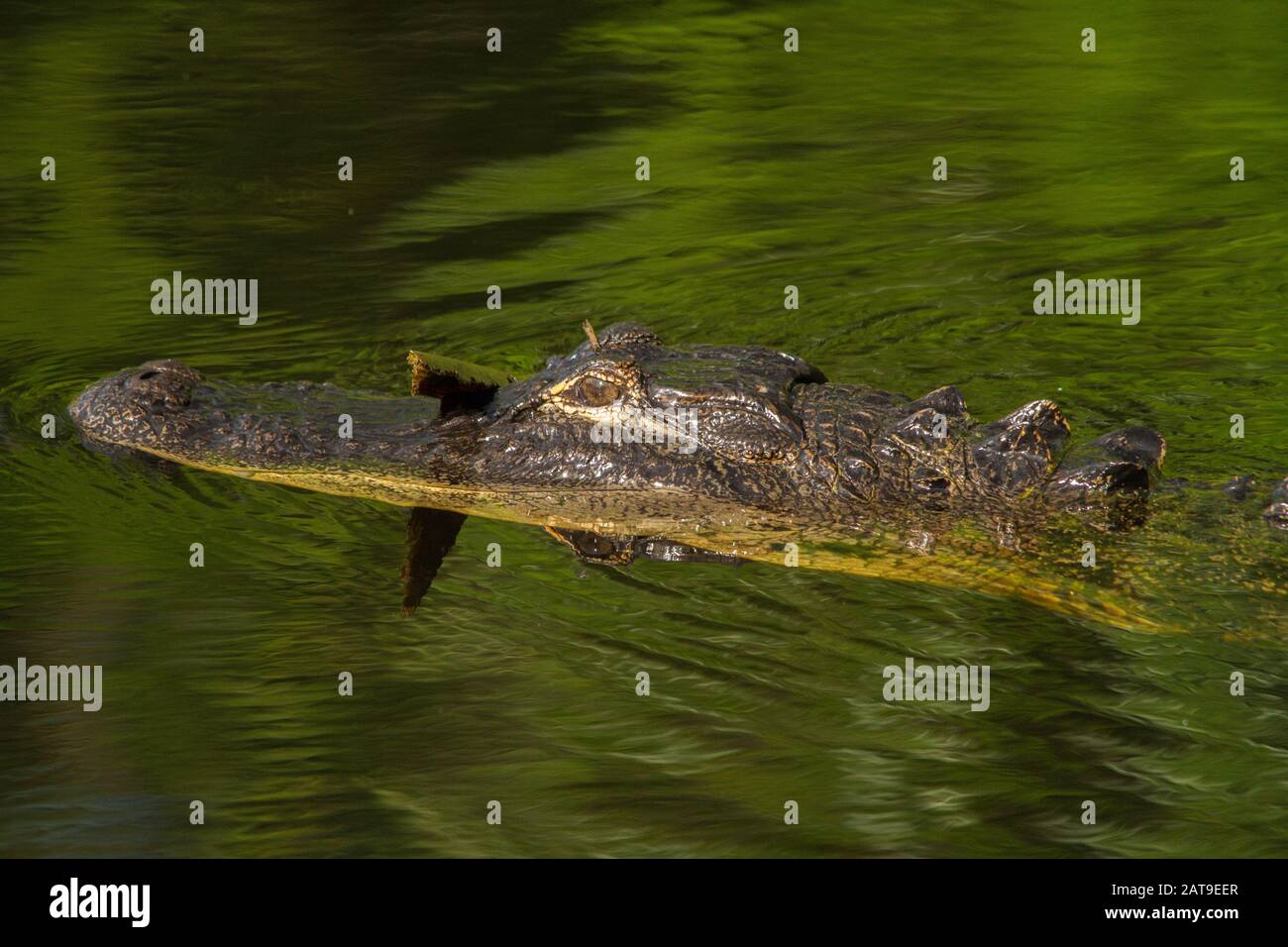 American Alligator pushing a stick Stock Photo - Alamy
