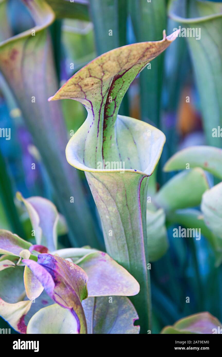 Pitcher plant carnivorous growing in a garden. Horticulture folks love ...