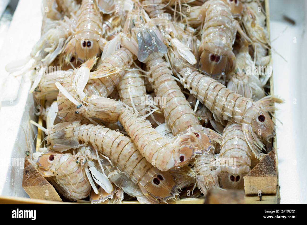 Squilla mantis hi-res stock photography and images - Alamy