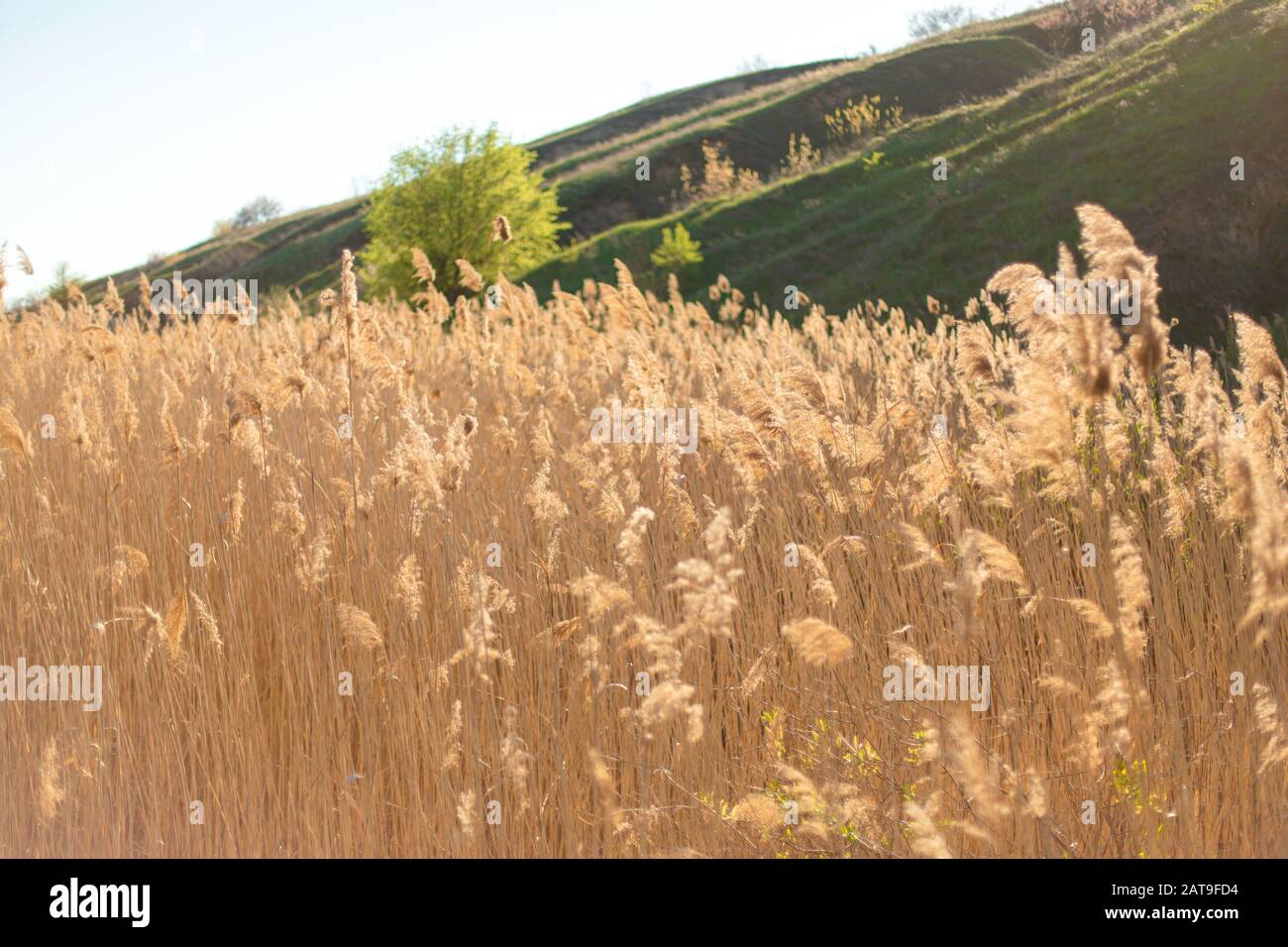 High reed against sunset sky hi-res stock photography and images - Alamy