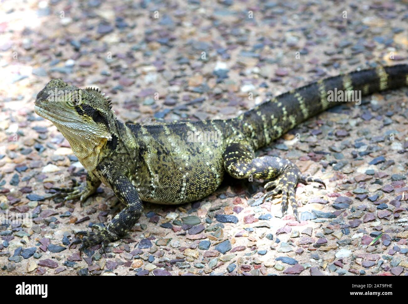 Bearded Dragon: A wide shot of a lizard at the park. Bearded dragon ...