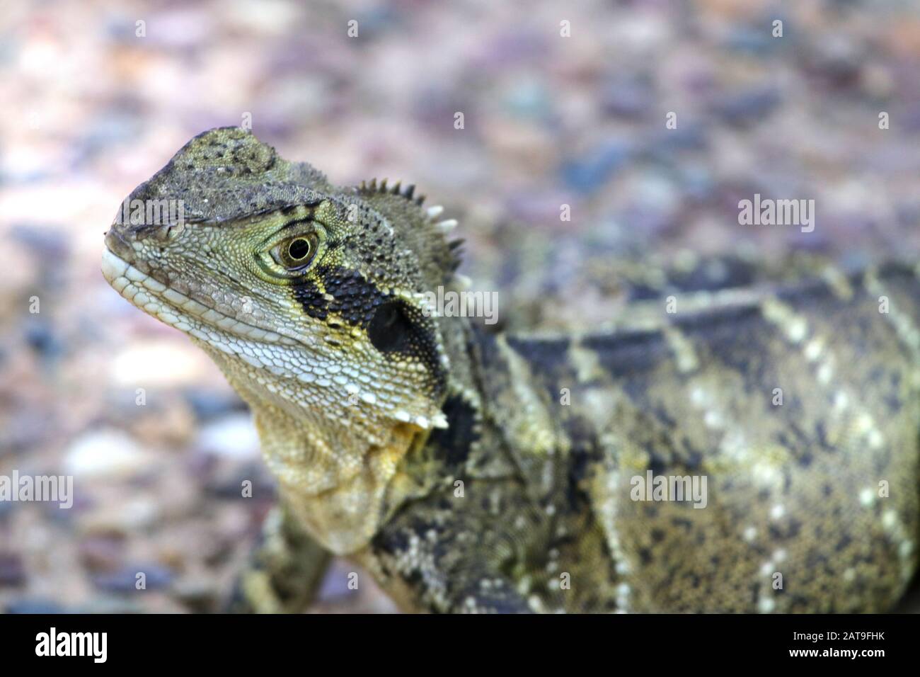 Bearded dragon garden hi-res stock photography and images - Alamy