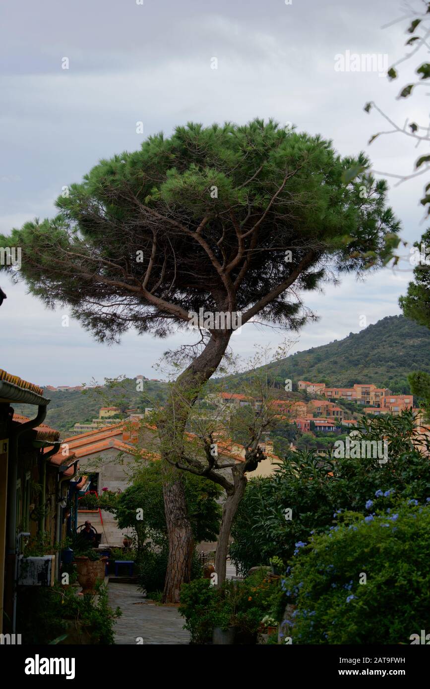 Little tree big tree hi-res stock photography and images - Alamy