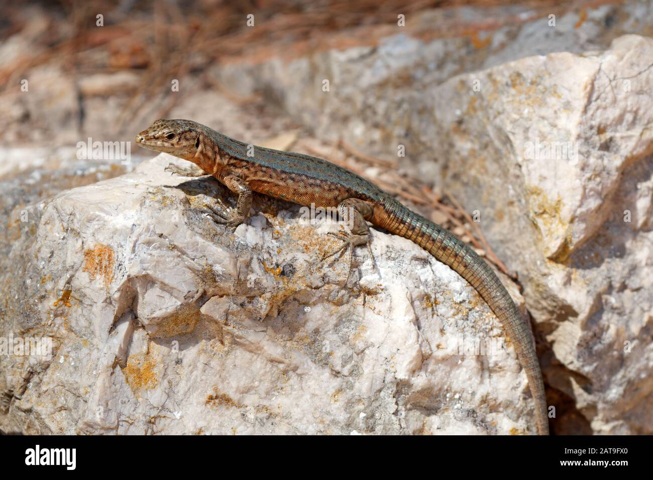 Endemic to the balearic islands hi-res stock photography and images - Alamy