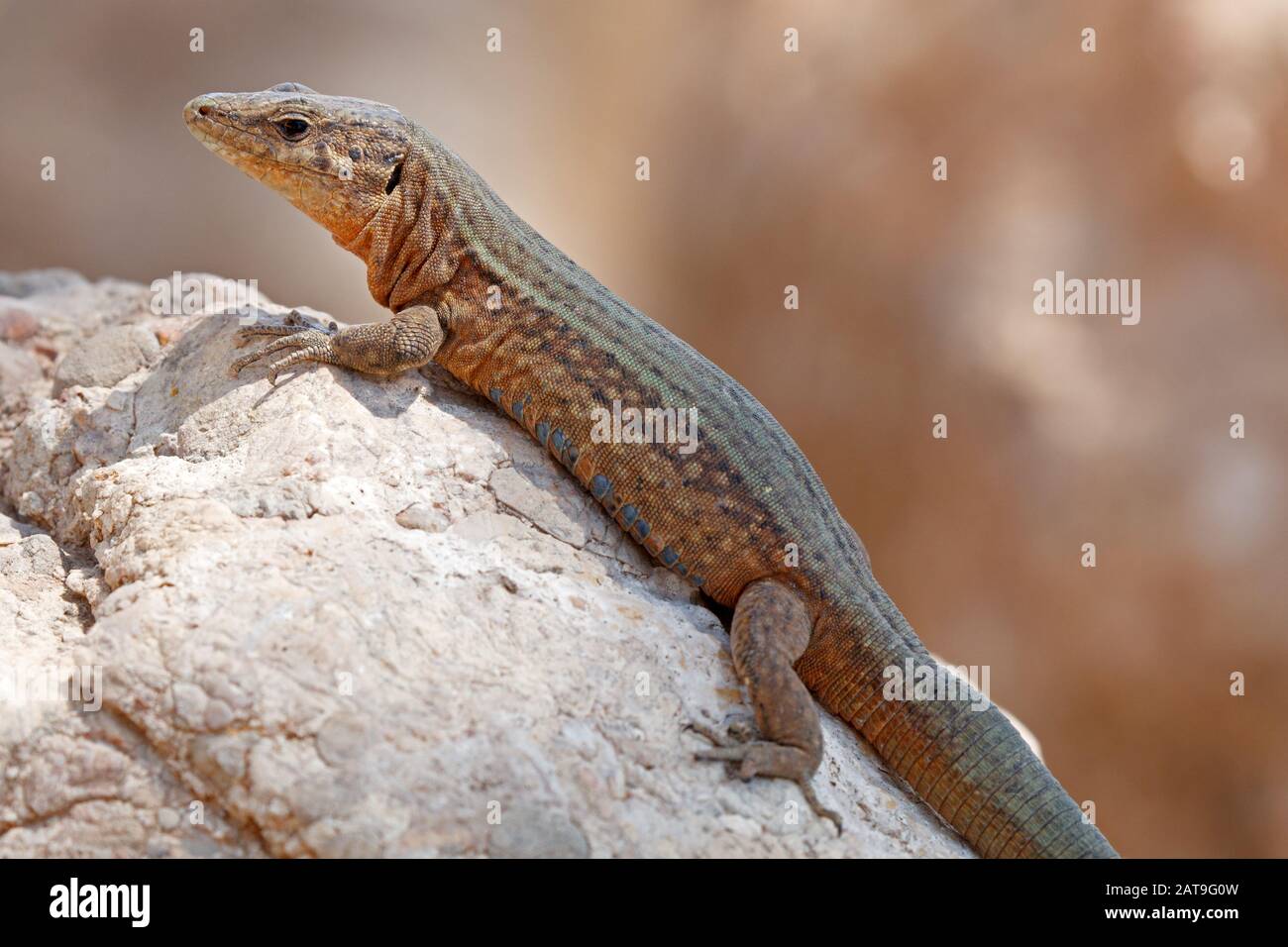 Lilford's wall lizard (Podarcis lilfordi ) is a species of lizard in ...