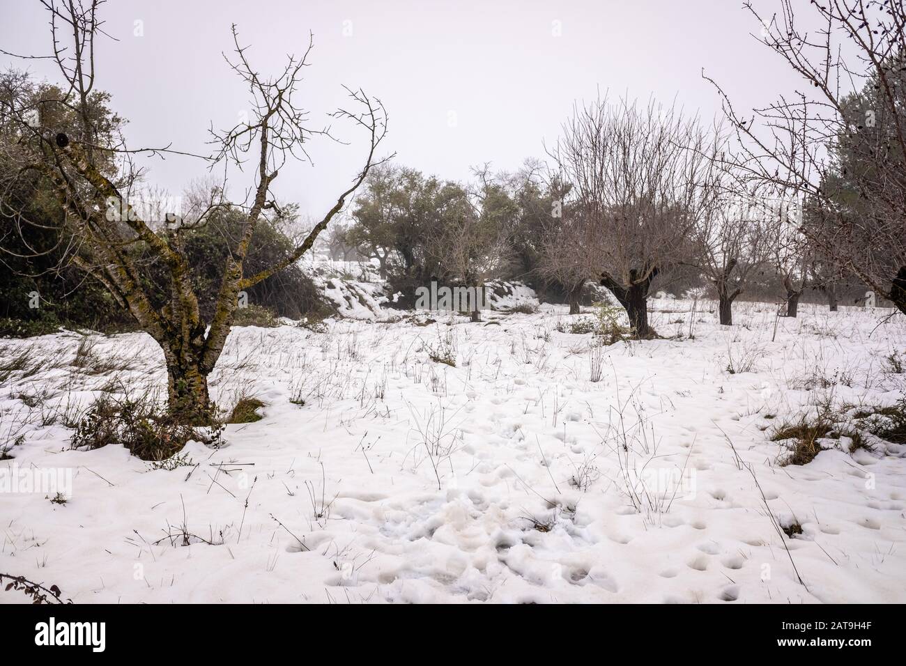 Covered in olive trees hi-res stock photography and images - Alamy