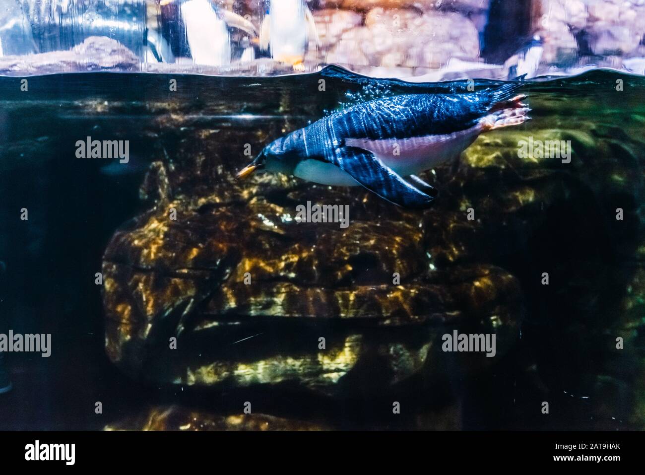 Penguin diving into a tank in the pool where he lives, seen through the ...
