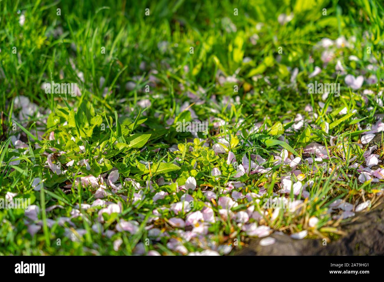 Cherry blossom petals hi-res stock photography and images - Alamy
