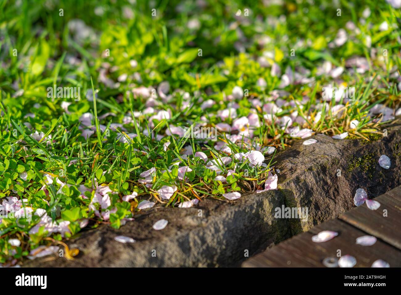 Fallen Sakura Cherry blossom petals fall on the ground, beauty ...