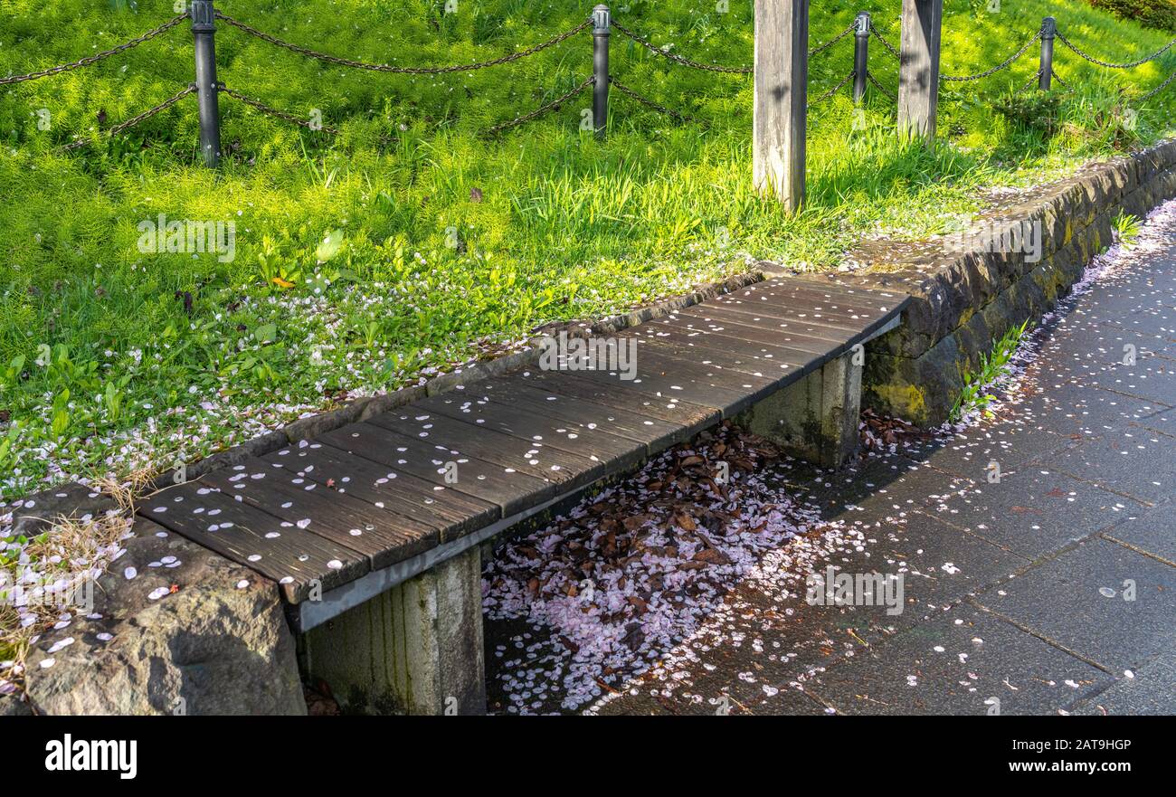 Fallen Sakura Cherry blossom petals fall on the ground, beauty ...