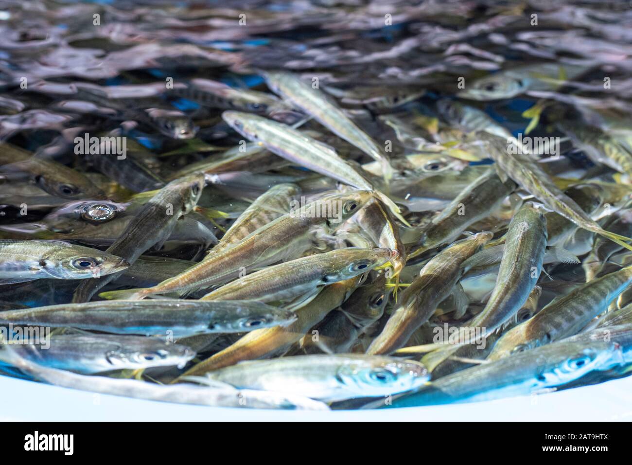 European anchovy swim hi-res stock photography and images - Alamy