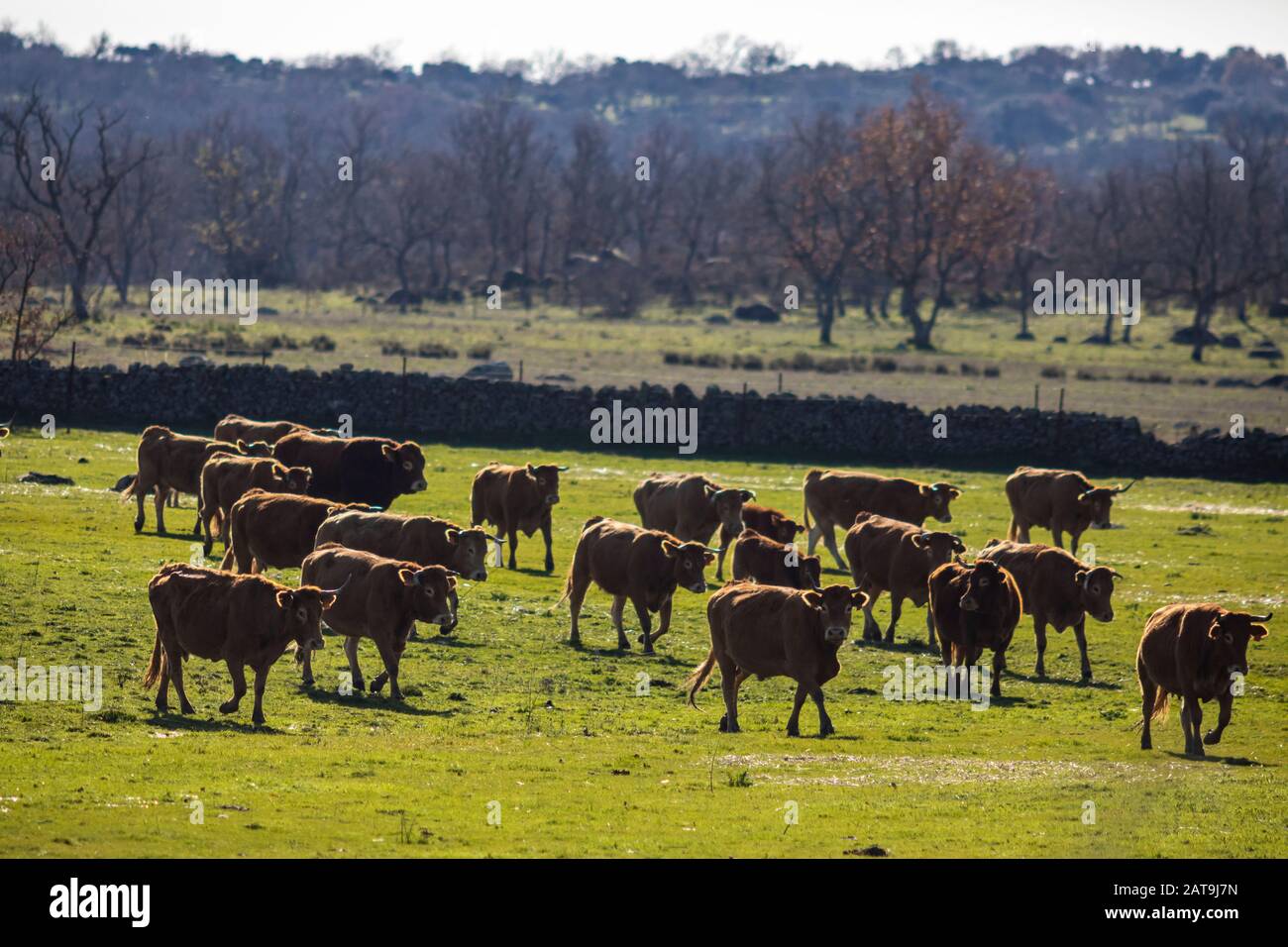 A herd of cows walking in the traditional Spanish countryside fields ...
